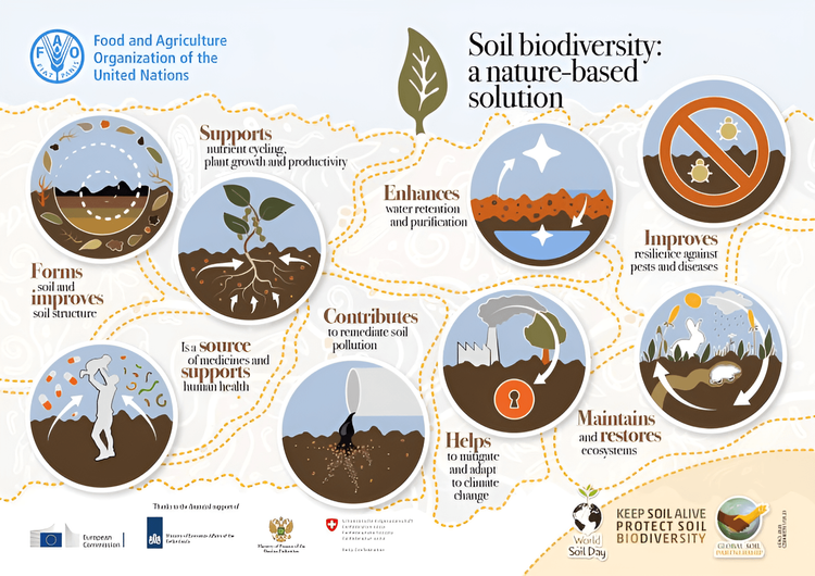 Soil Health in India: Challenges, Importance & Sustainable Solutions ...