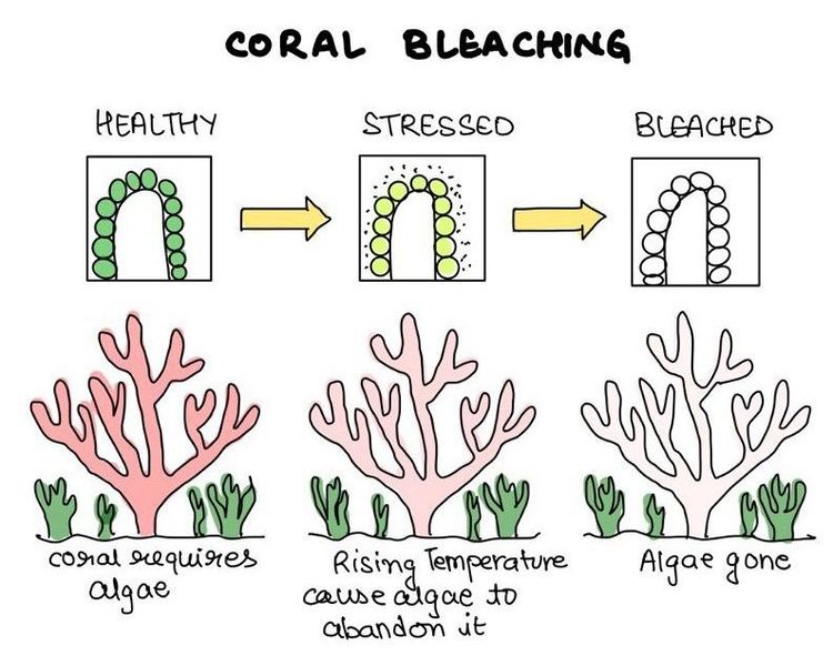 Coral Reef Bleaching and Conservation: Causes, Effects & Solutions